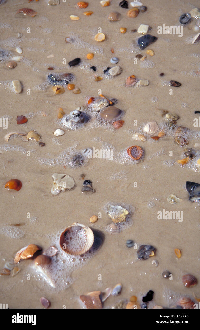 Sea shells beach gulf alabama hi-res stock photography and images - Alamy