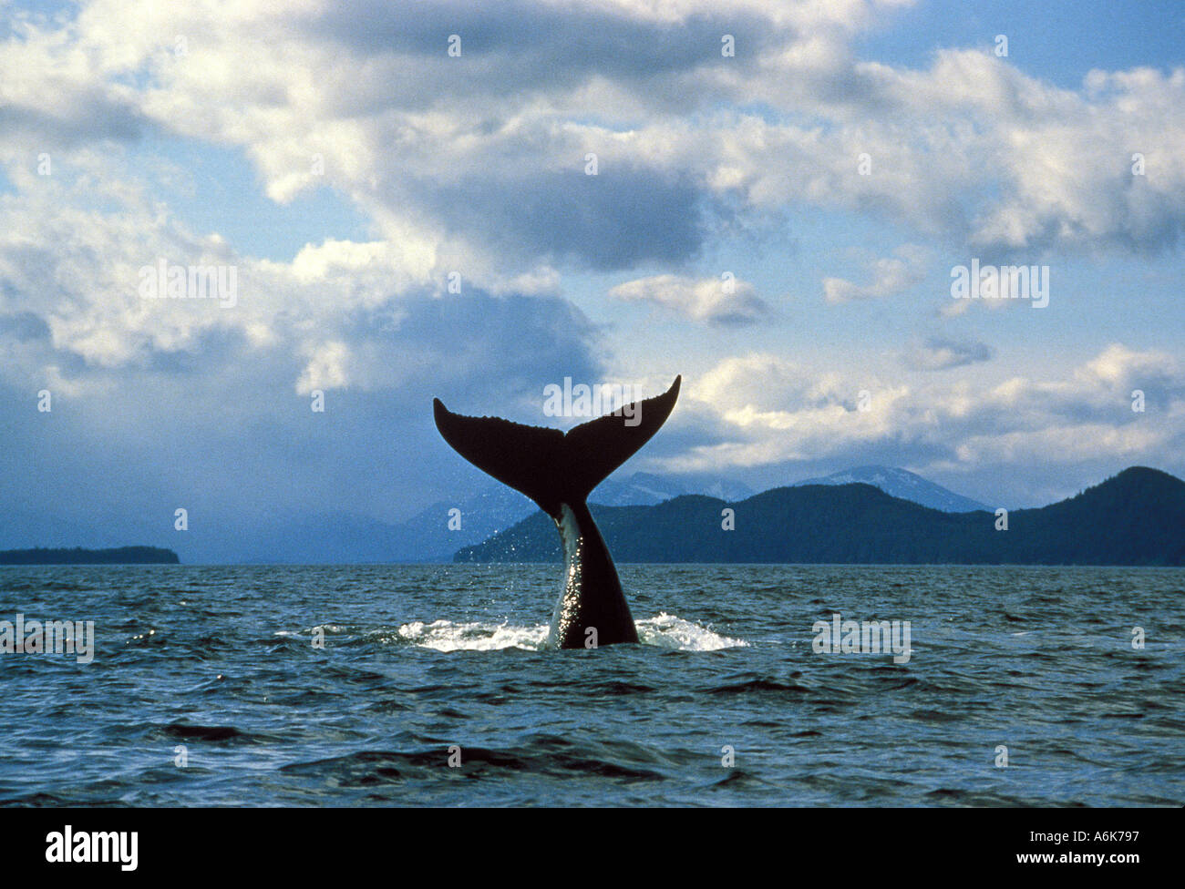 MAMMAL WHALE Humpback Stock Photo - Alamy
