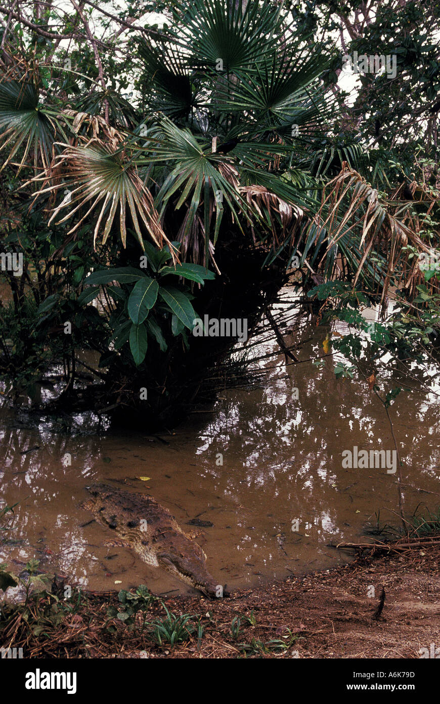 Orinoco crocodile hi-res stock photography and images - Alamy