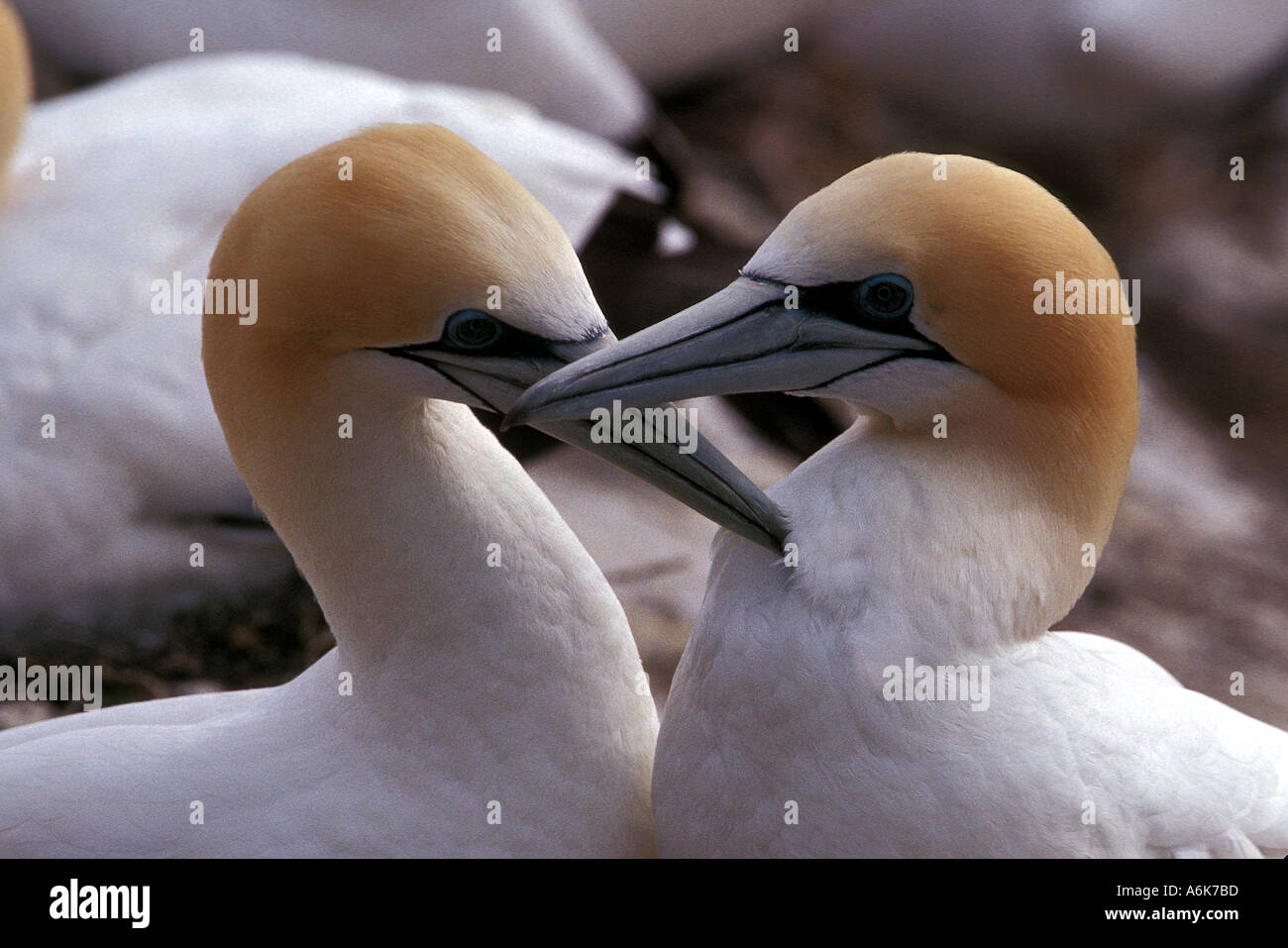 BIRD GANNET Australian Stock Photo - Alamy