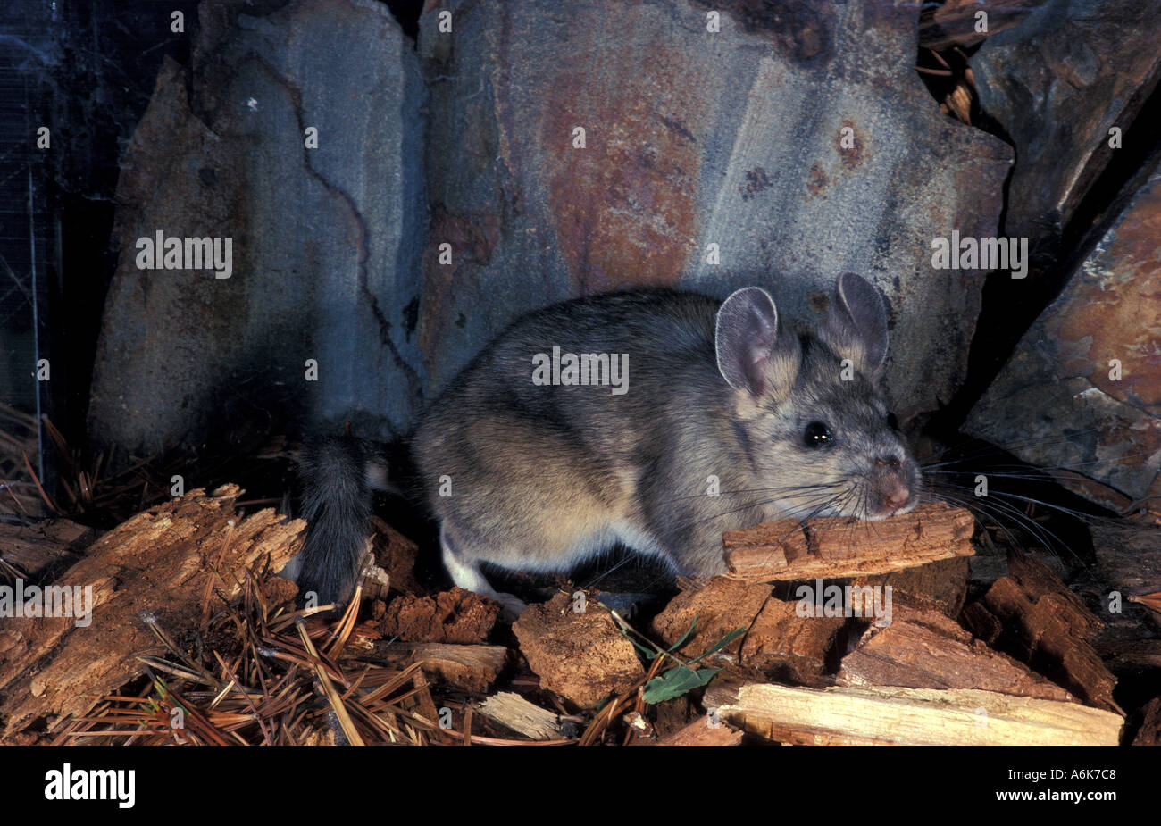 Rat wood hi-res stock photography and images - Alamy