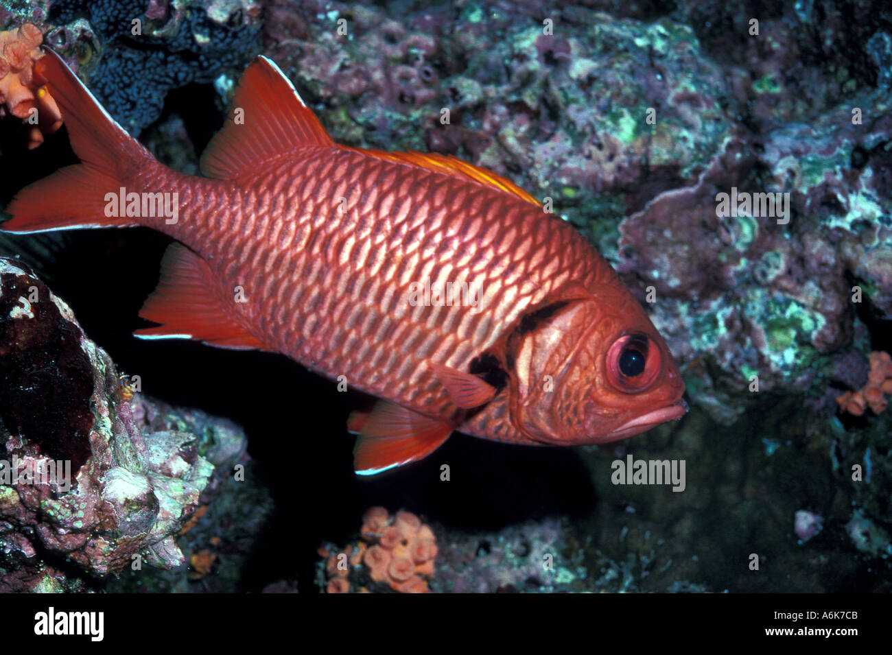 MARINE SOLDIERFISH Panamic Stock Photo - Alamy