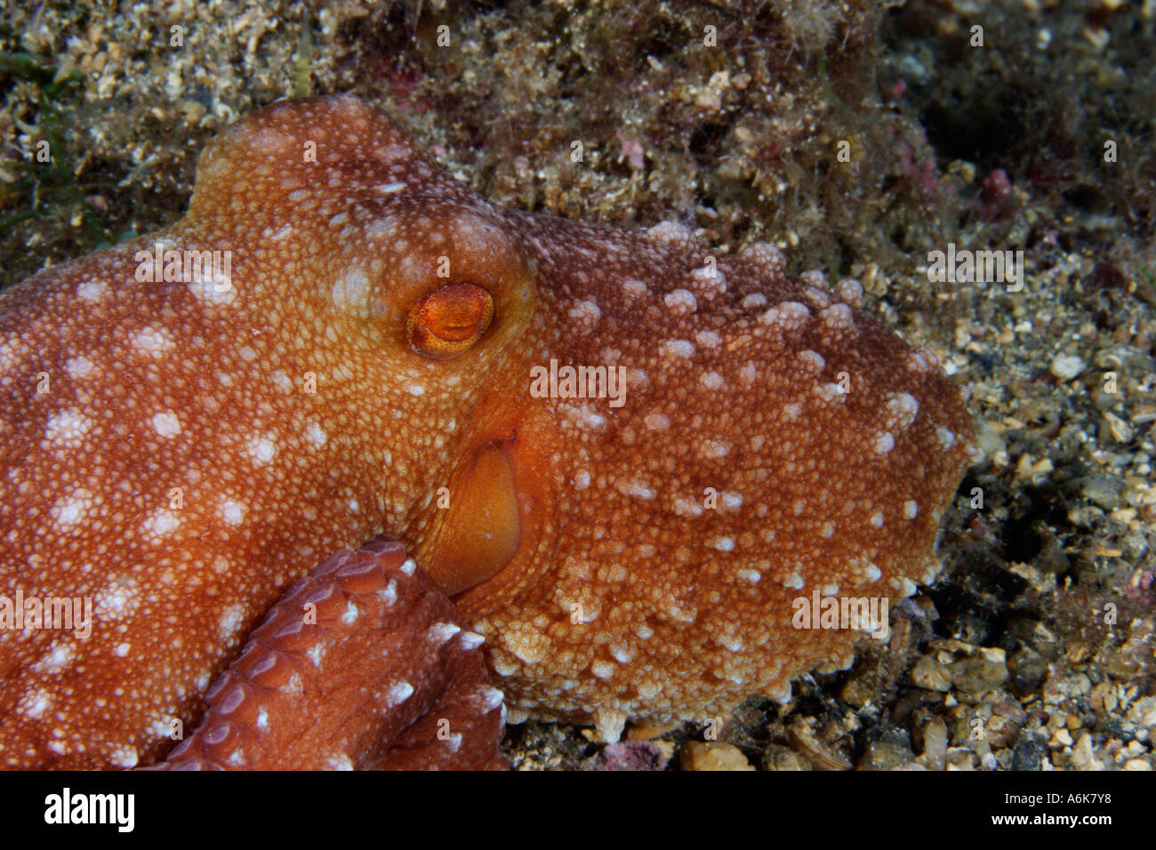 White spotted octopus octopus macropus hi-res stock photography and ...