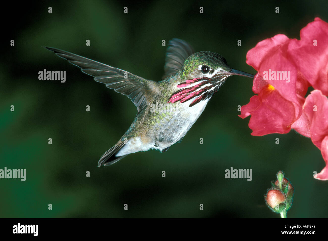 BIRD HUMMINGBIRD Calliope Stock Photo - Alamy