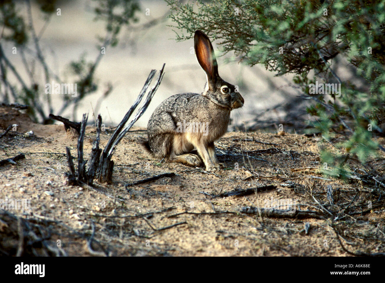 MAMMAL RABBIT Black tailed Jack Stock Photo - Alamy