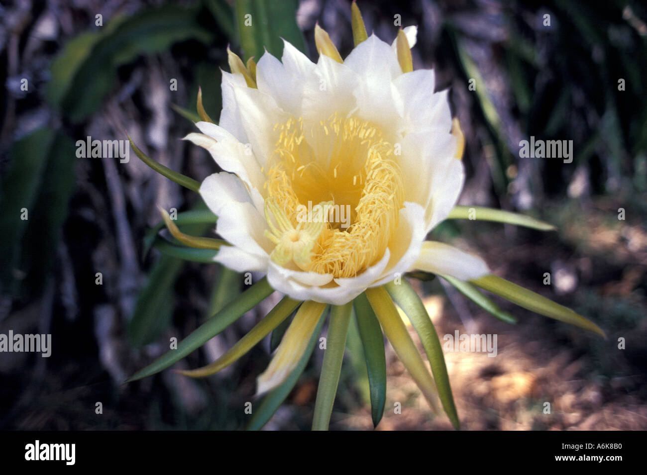 Cereus plant hi-res stock photography and images - Alamy
