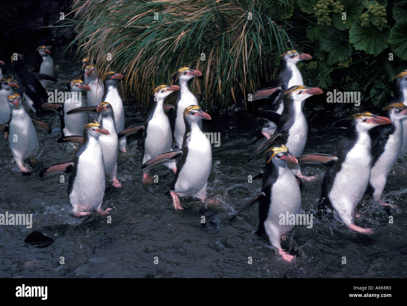 Bird penguin royal hi-res stock photography and images - Alamy