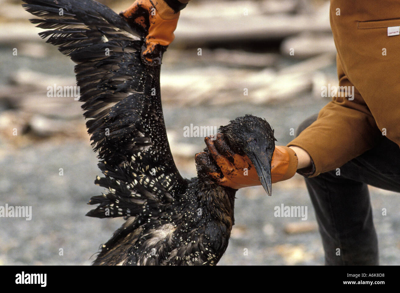 BIRD LOON Killed Stock Photo - Alamy