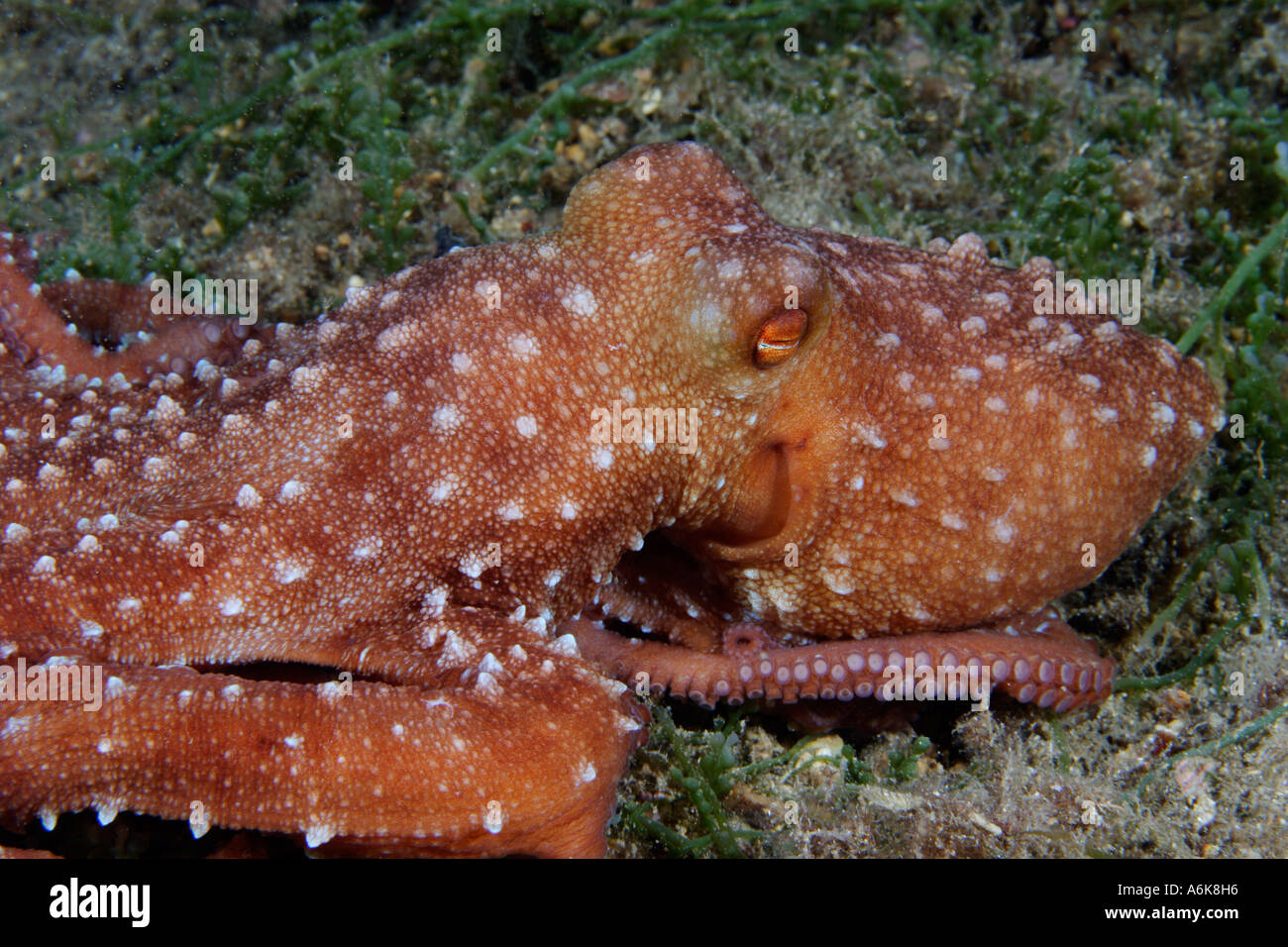 Longarm ocotopus hi-res stock photography and images - Alamy