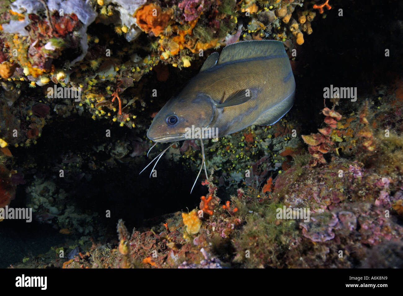 Capefish hi-res stock photography and images - Alamy