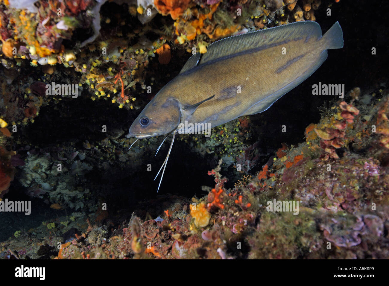 Capefish hi-res stock photography and images - Alamy