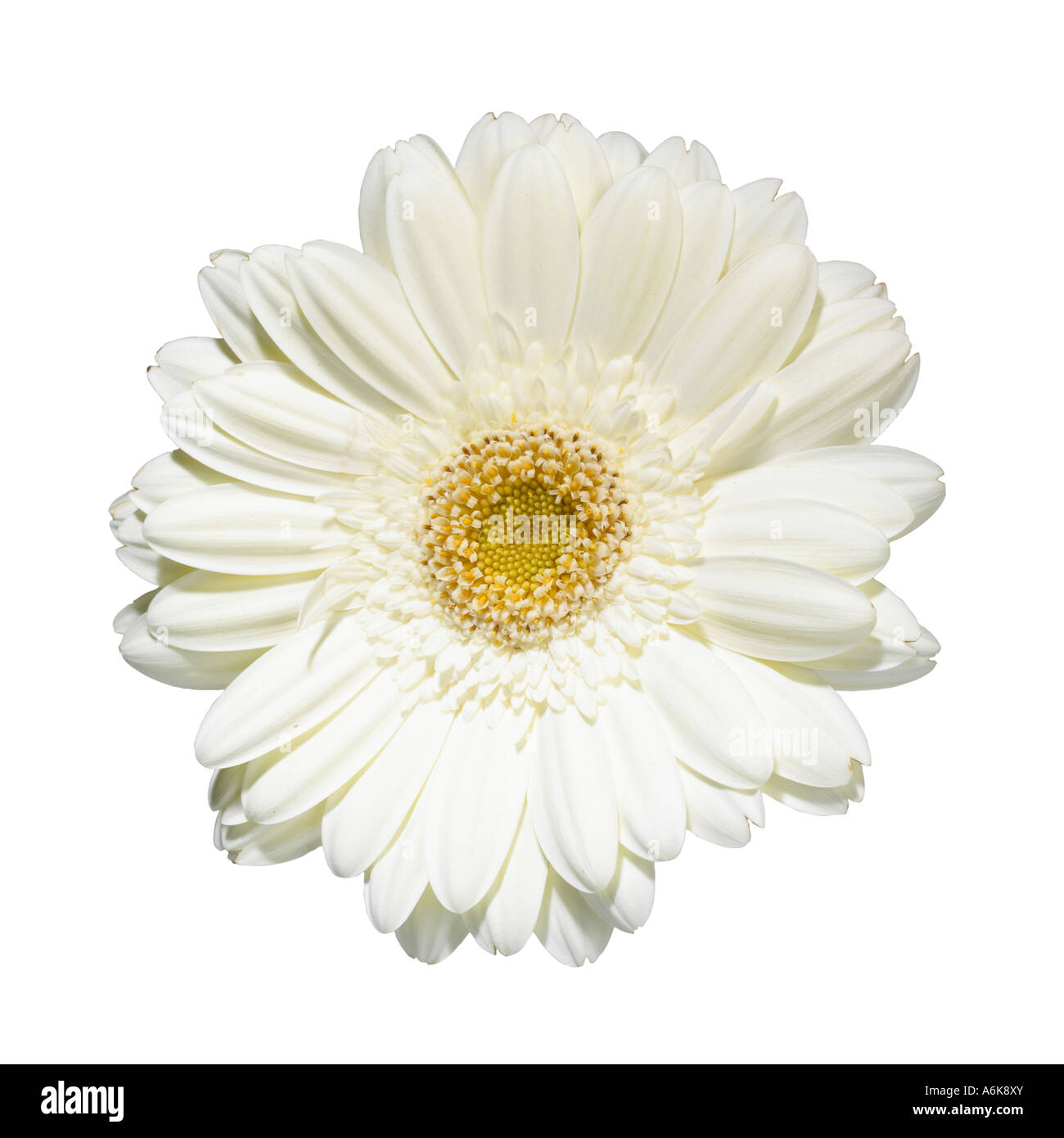 WHITE GERBERA FLOWER Stock Photo - Alamy