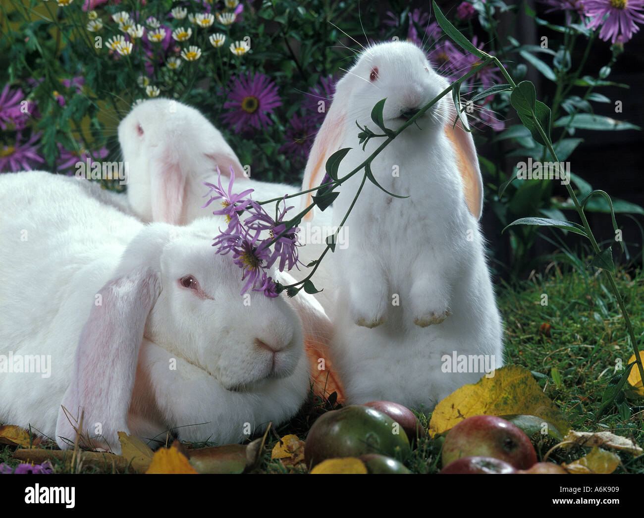 MAMMAL ALBINO Rabbit Stock Photo - Alamy