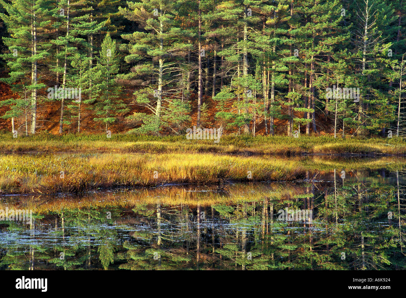 ECOSYSTEM BOG Wetland Stock Photo - Alamy