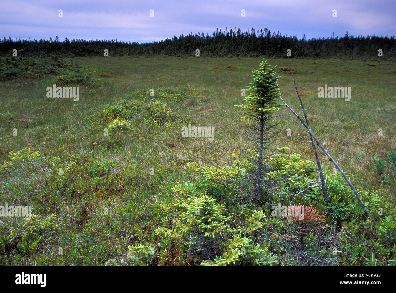 ECOSYSTEM BOG Wetland Stock Photo - Alamy