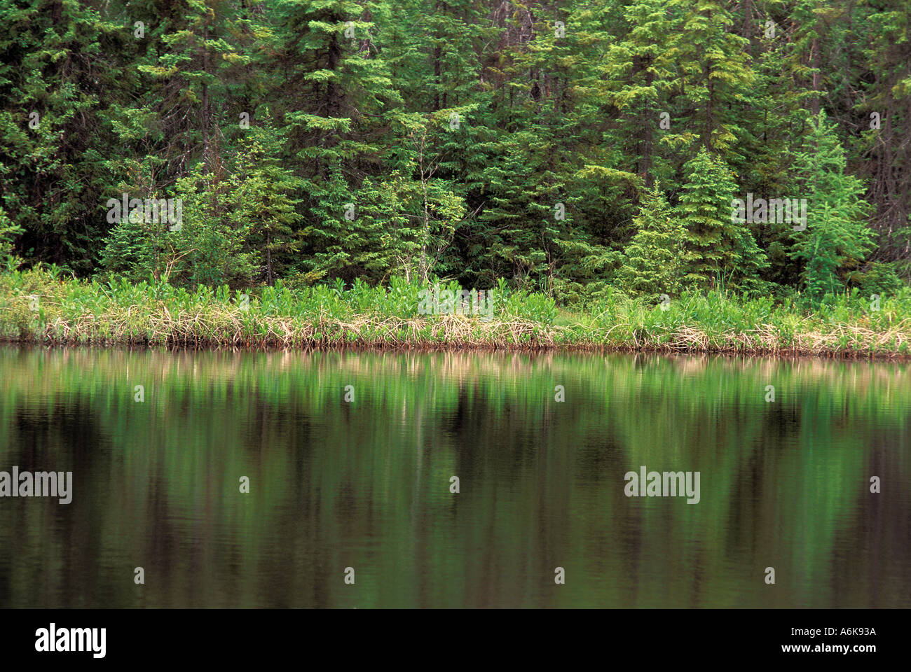ECOSYSTEM BOG Wetland Stock Photo - Alamy