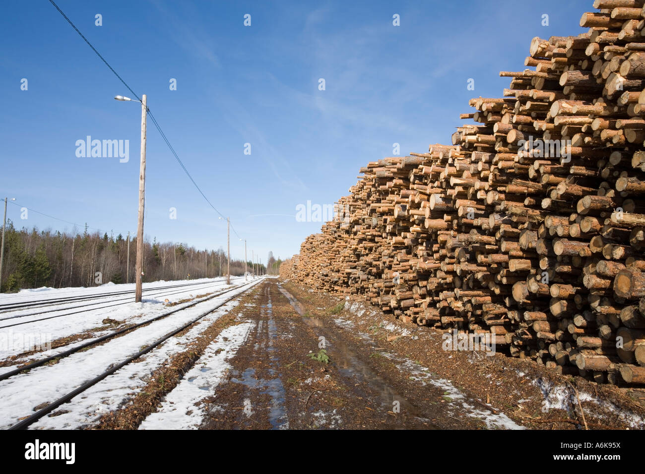 pine logs against blue sky, Finland Stock Photo - Alamy
