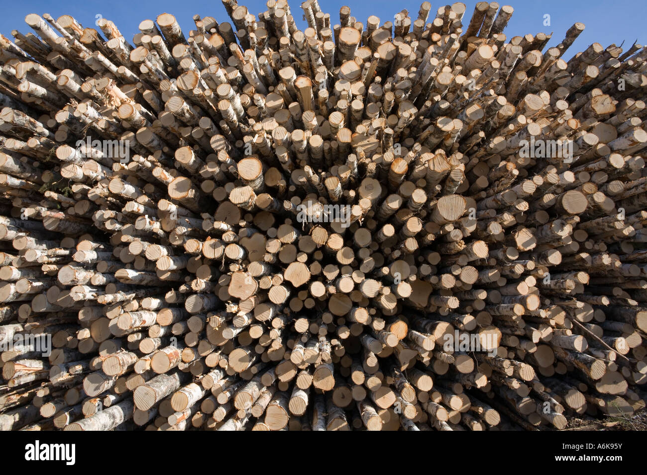pile of birch logs, Finland Stock Photo - Alamy