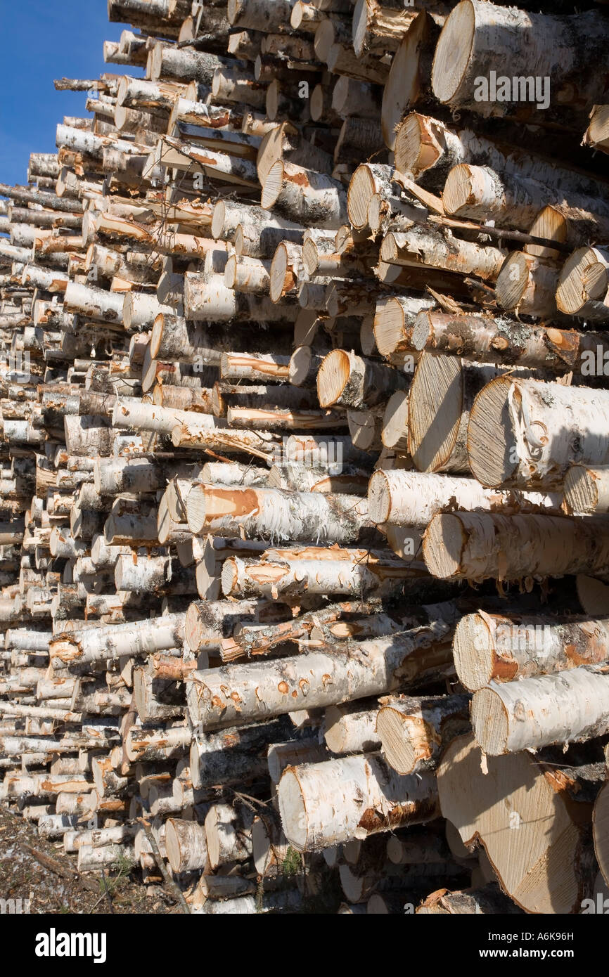 pile of birch logs, Finland Stock Photo - Alamy