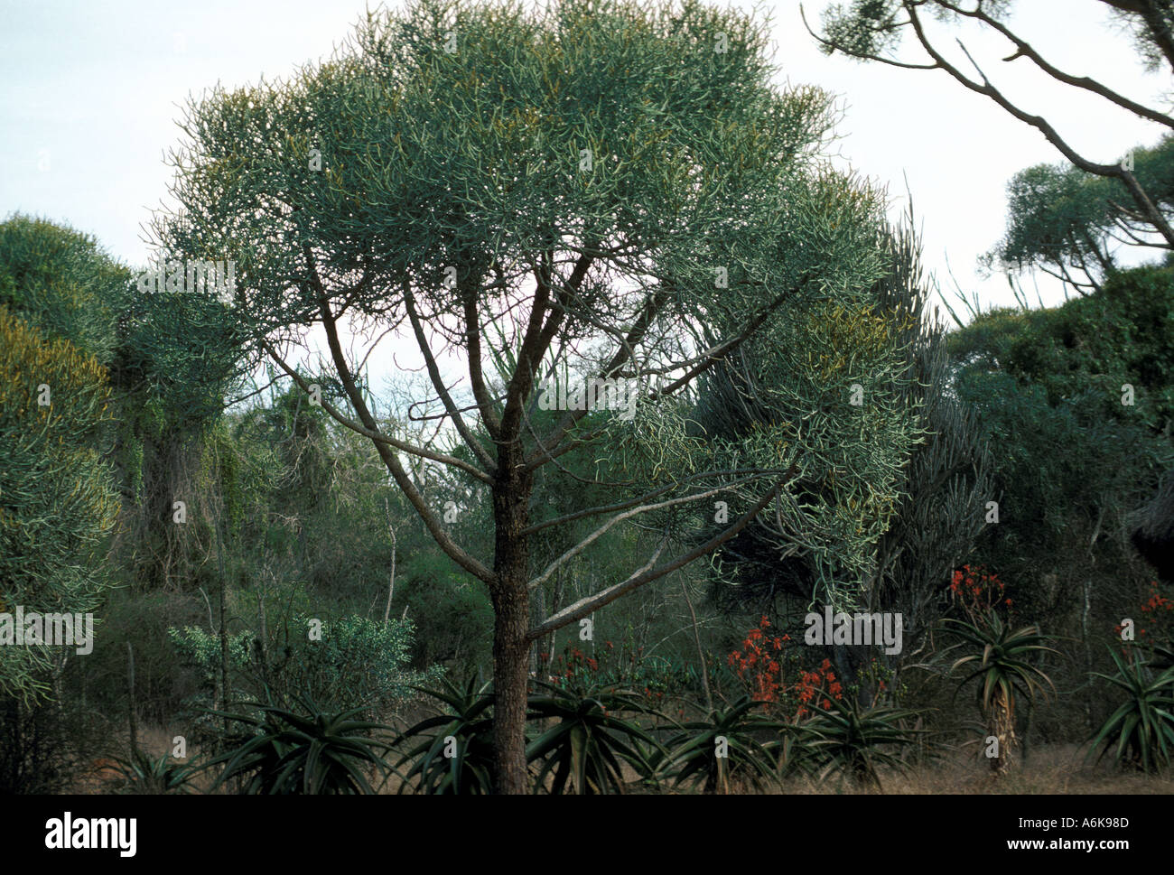 PLANT EUPHORBIA Tree Stock Photo - Alamy