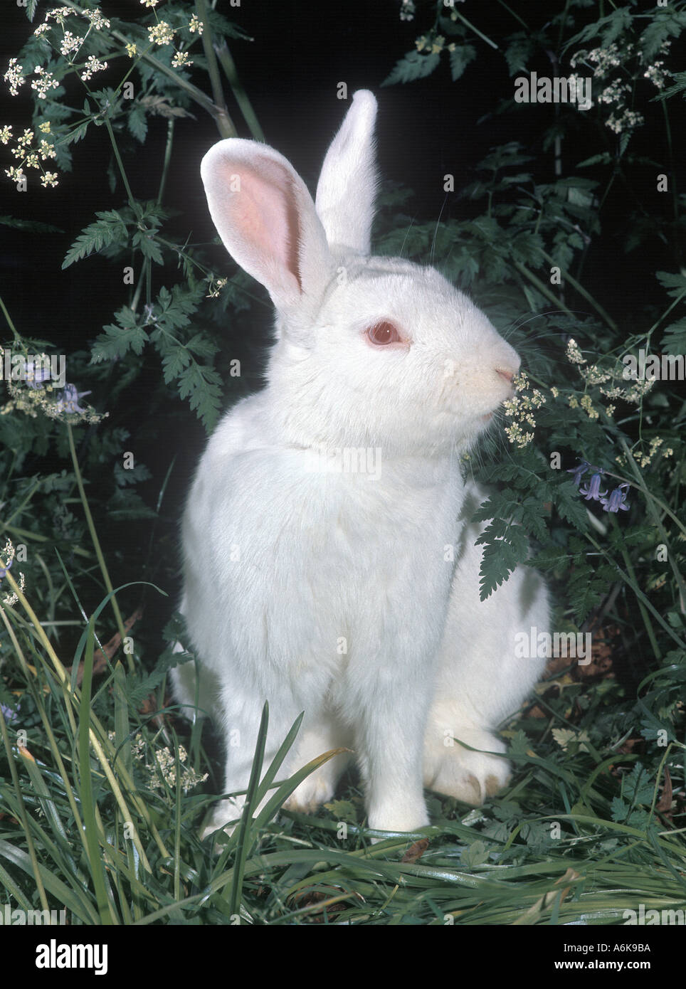MAMMAL ALBINO Rabbit Stock Photo - Alamy