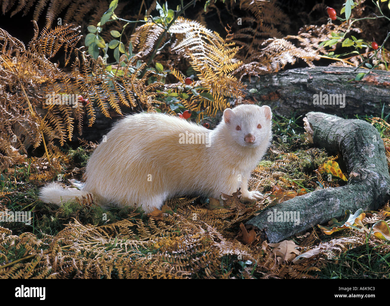 MAMMAL ALBINO Ferret Stock Photo - Alamy