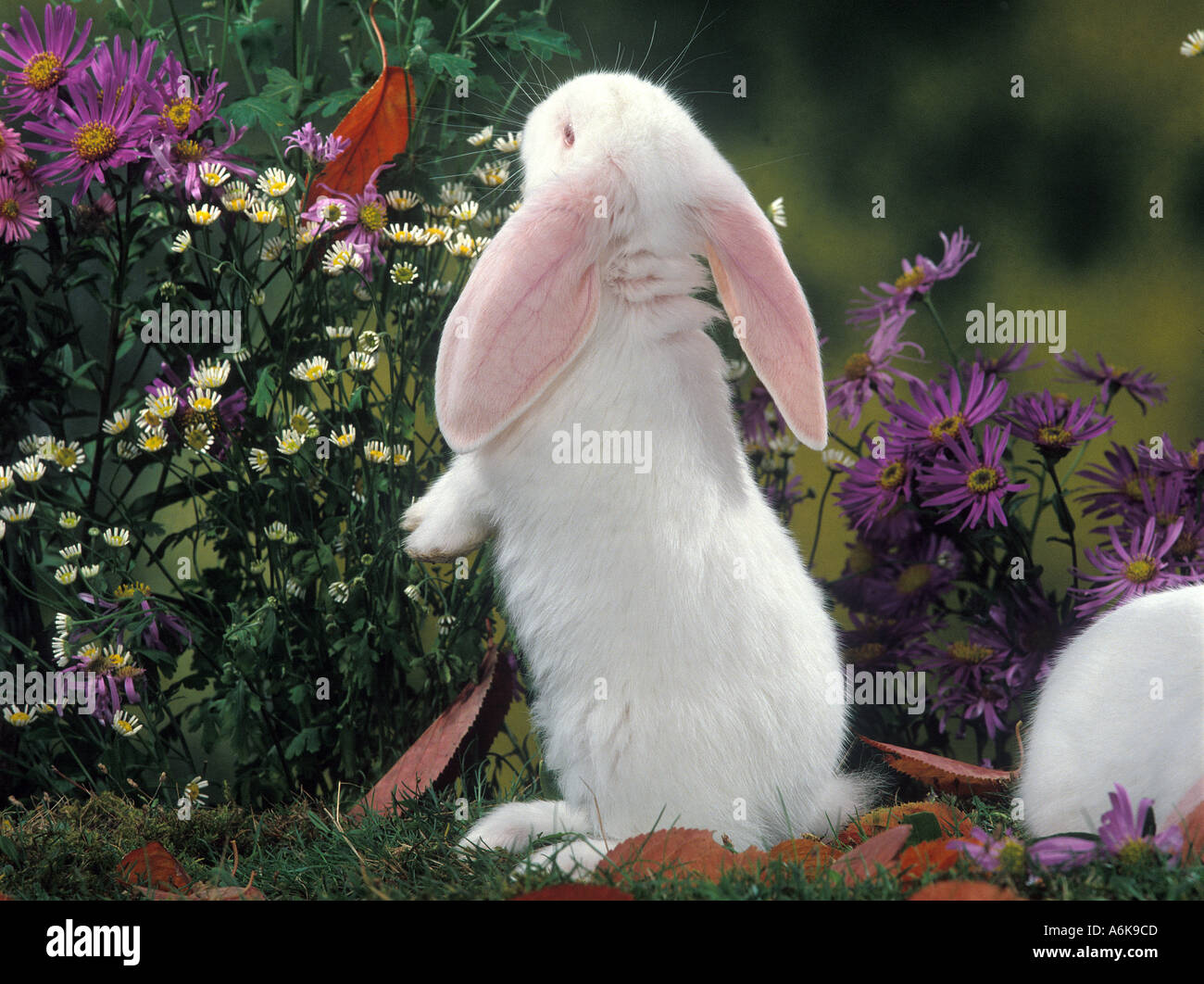 MAMMAL ALBINO Rabbit Stock Photo - Alamy