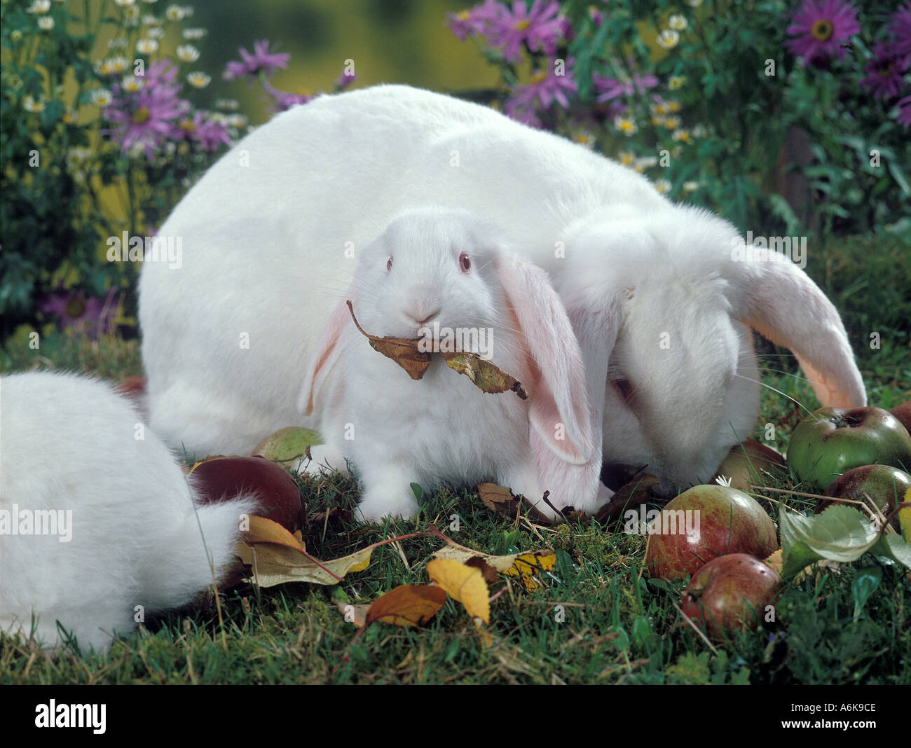 MAMMAL ALBINO Rabbit Stock Photo - Alamy