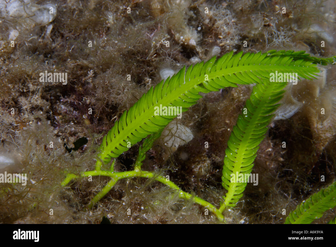 Killer algae hi-res stock photography and images - Alamy