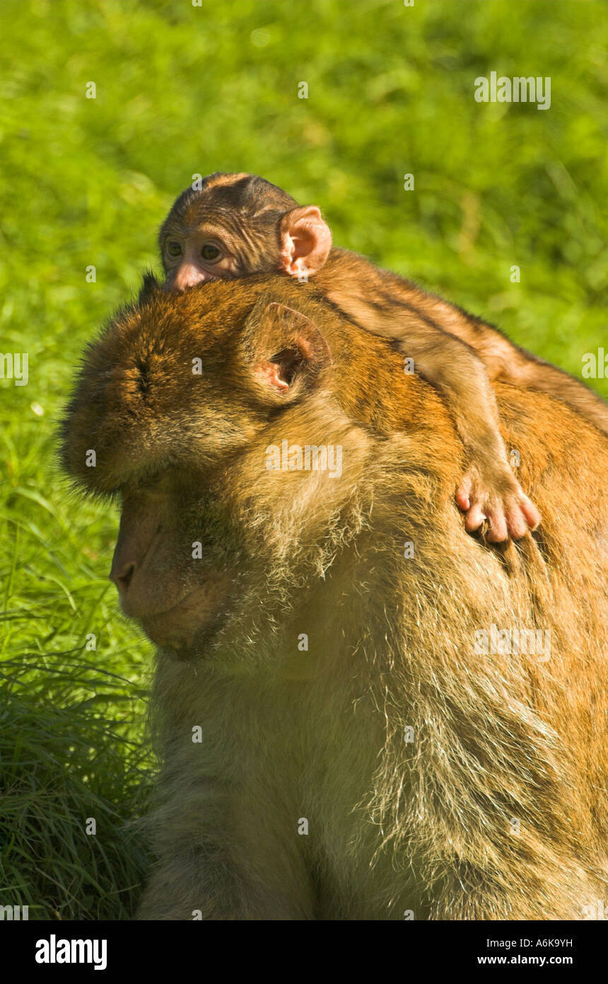 Macca monkey hi-res stock photography and images - Alamy