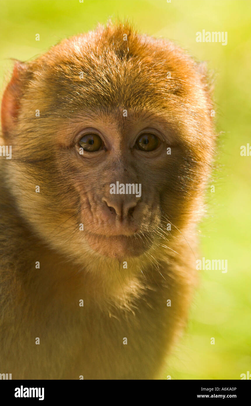 Red barbary hi-res stock photography and images - Alamy
