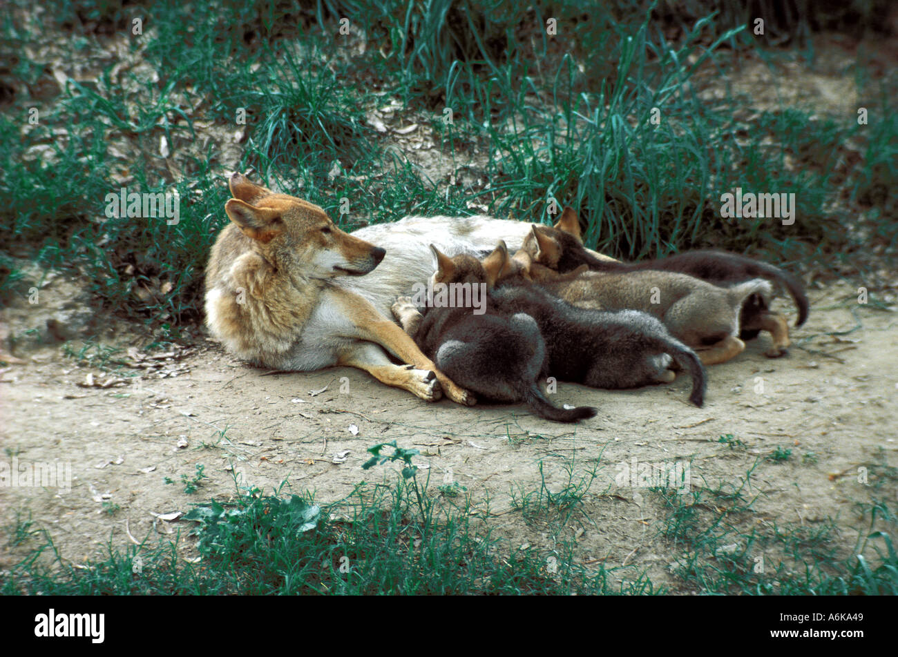 MAMMAL WOLF Chinese North Stock Photo - Alamy