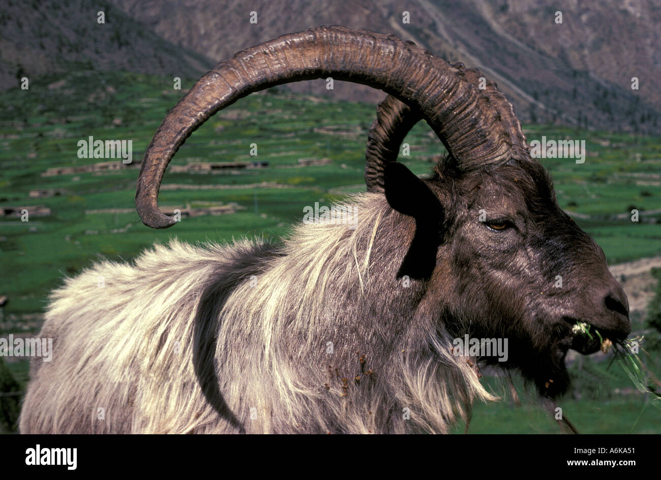 MAMMAL IBEX Asiatic Stock Photo - Alamy