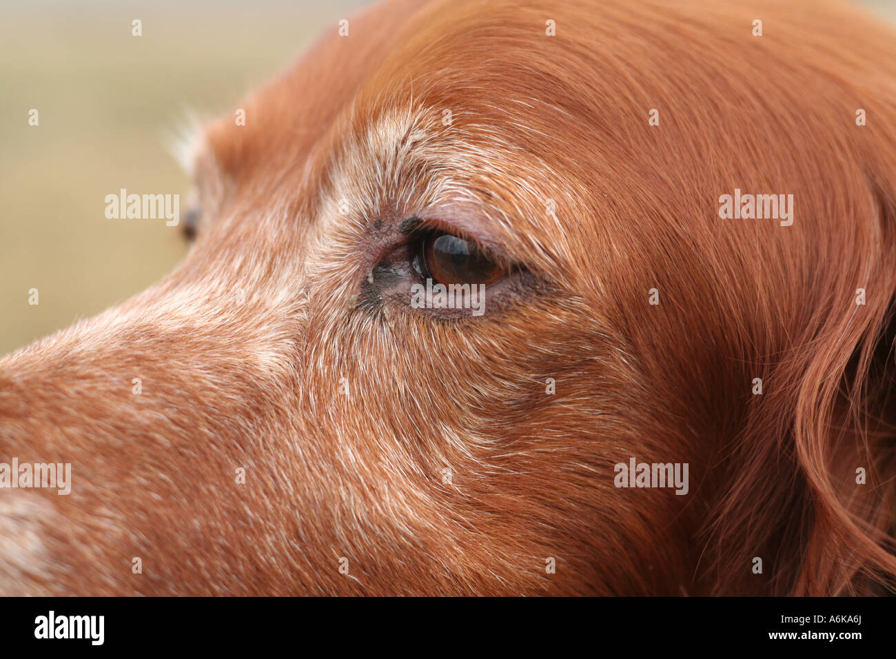 irish red setter Stock Photo - Alamy
