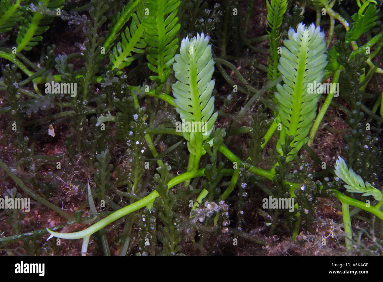 Caulerpa Taxifolia Mediterranean