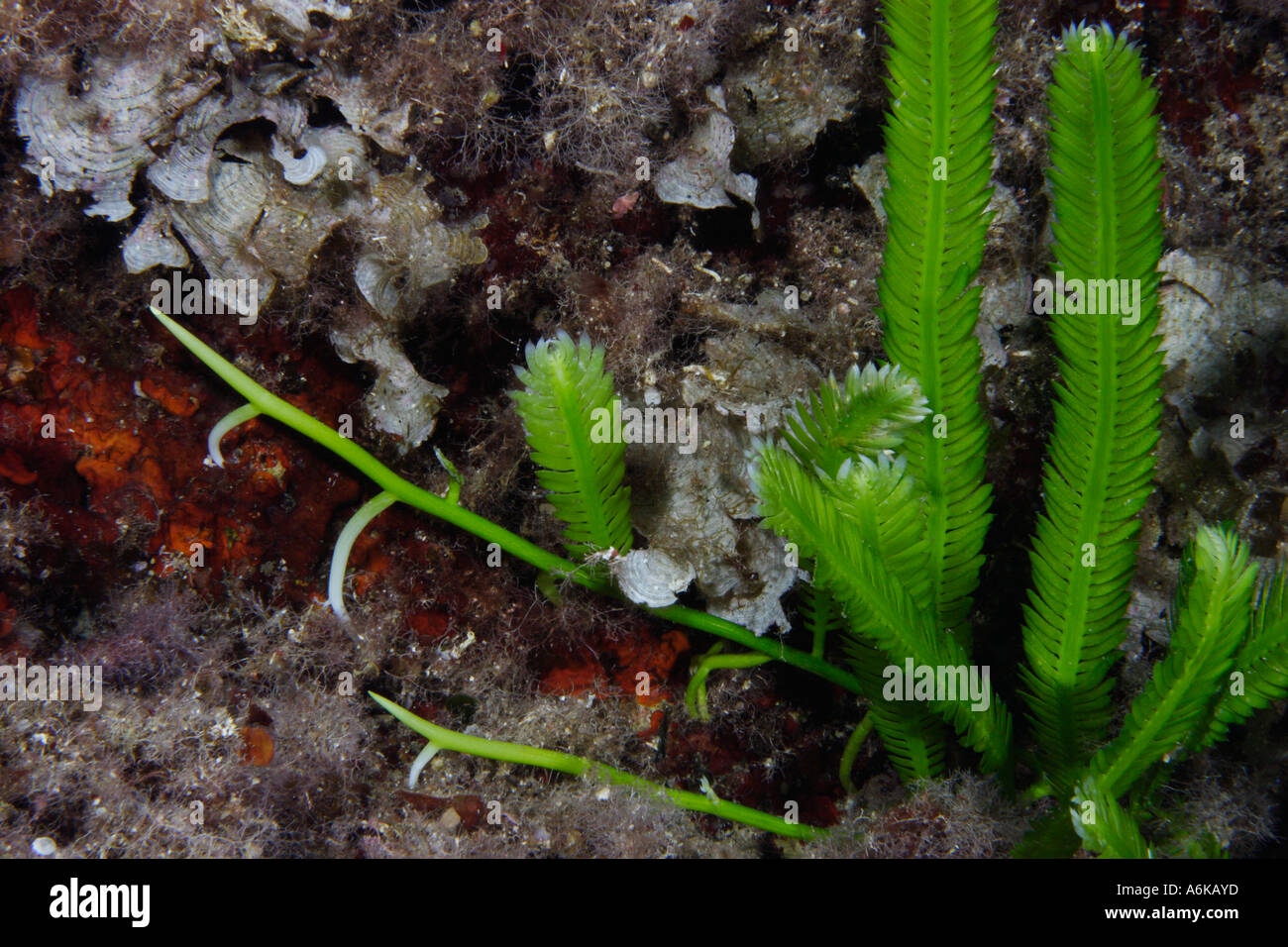 Caulerpa Mexicana