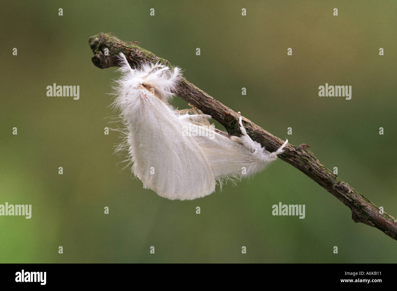 Yellow Tail moths Euproctis similis mating Stock Photo - Alamy