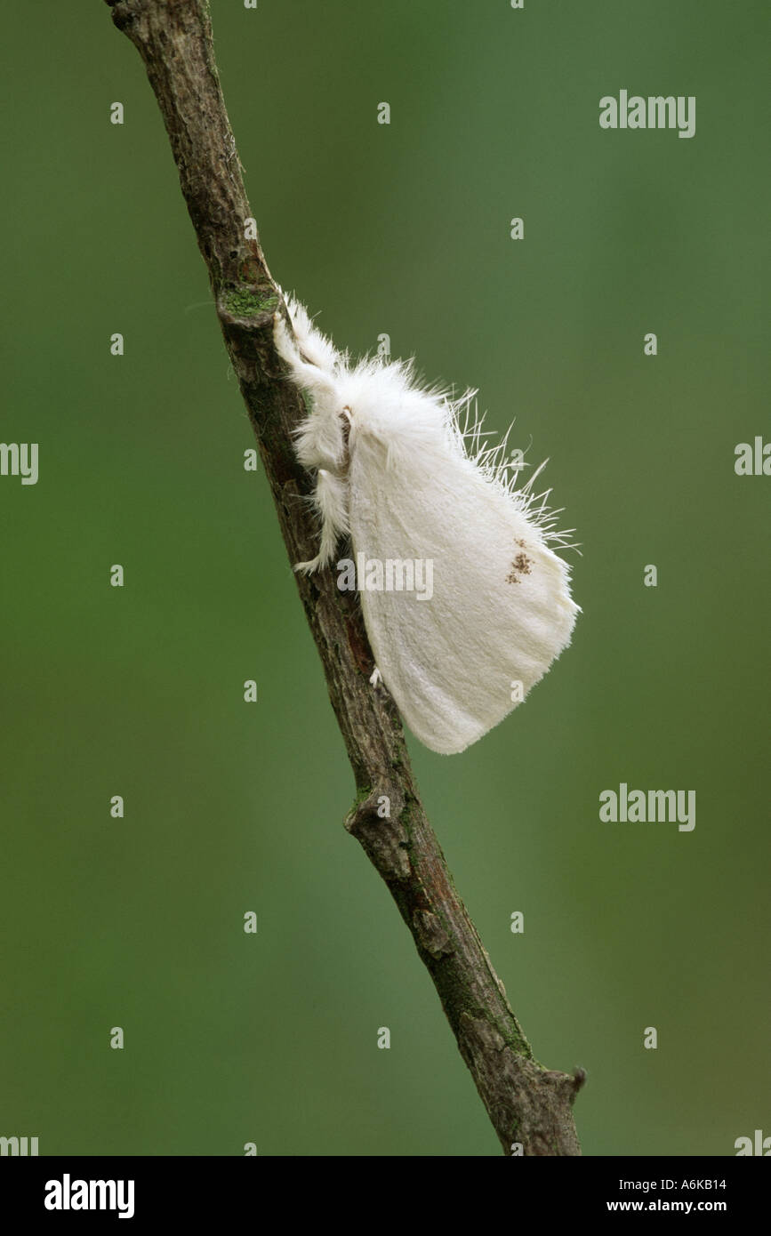 Yellow Tail moth Euproctis similis male Stock Photo - Alamy
