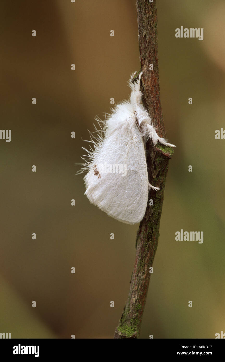 Yellow Tail moth Euproctis similis male Stock Photo - Alamy