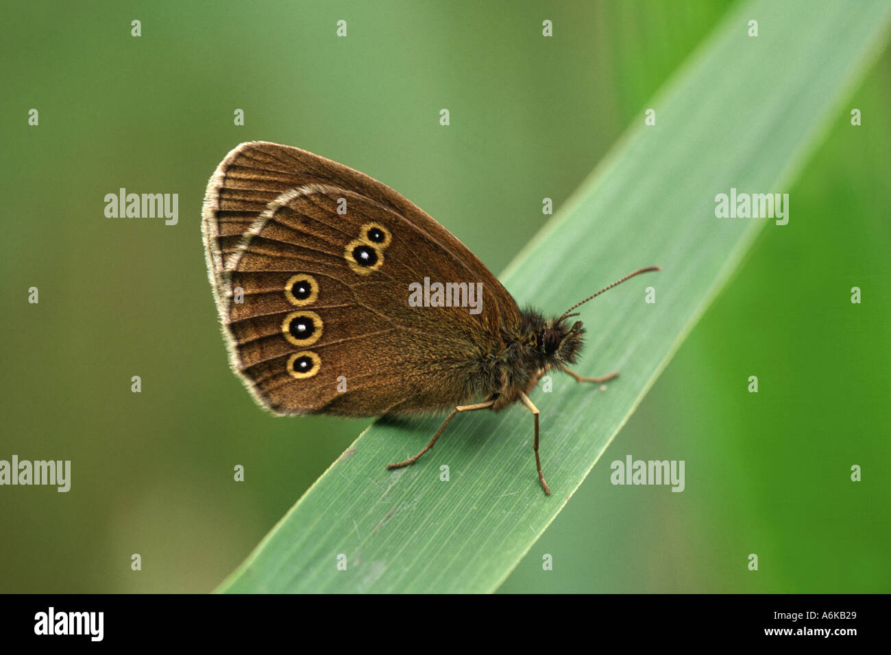 Ringlet Butterfly Aphantopus hyperantus Stock Photo - Alamy