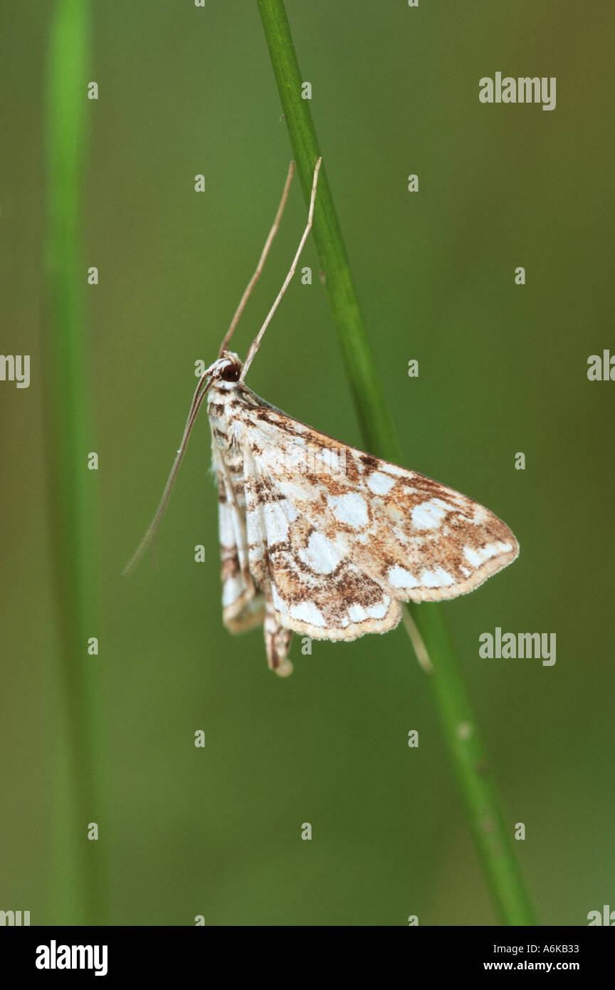 Brown China Mark moth Nymphula nymphaeata Stock Photo - Alamy