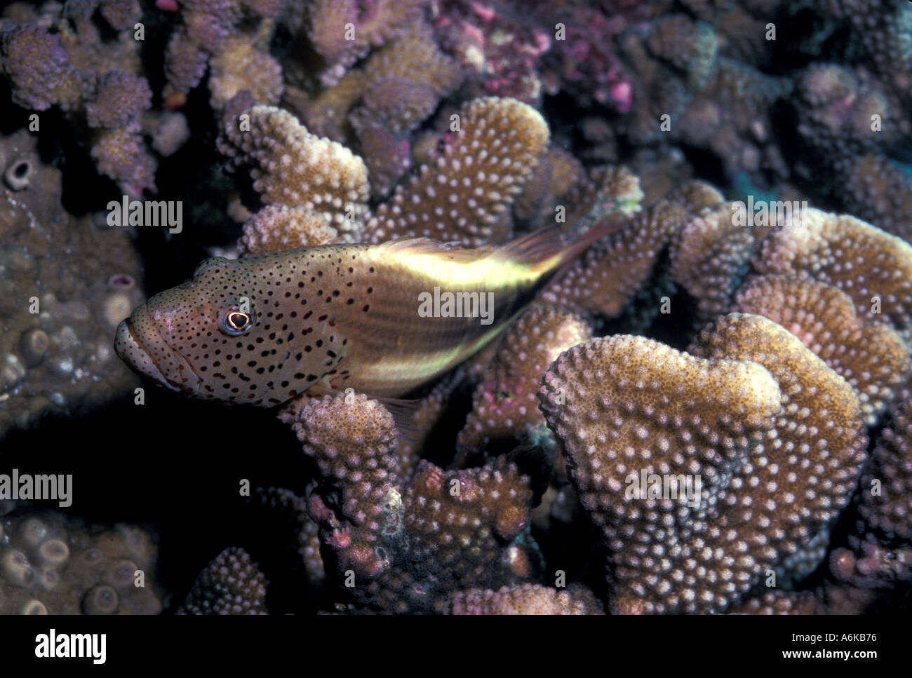 Horizontal 20040802 ex 06 hi-res stock photography and images - Alamy