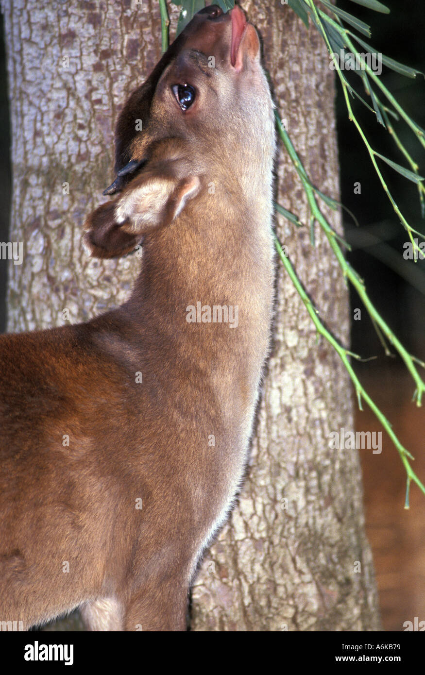 MAMMAL DUIKER Maxwell s Stock Photo - Alamy