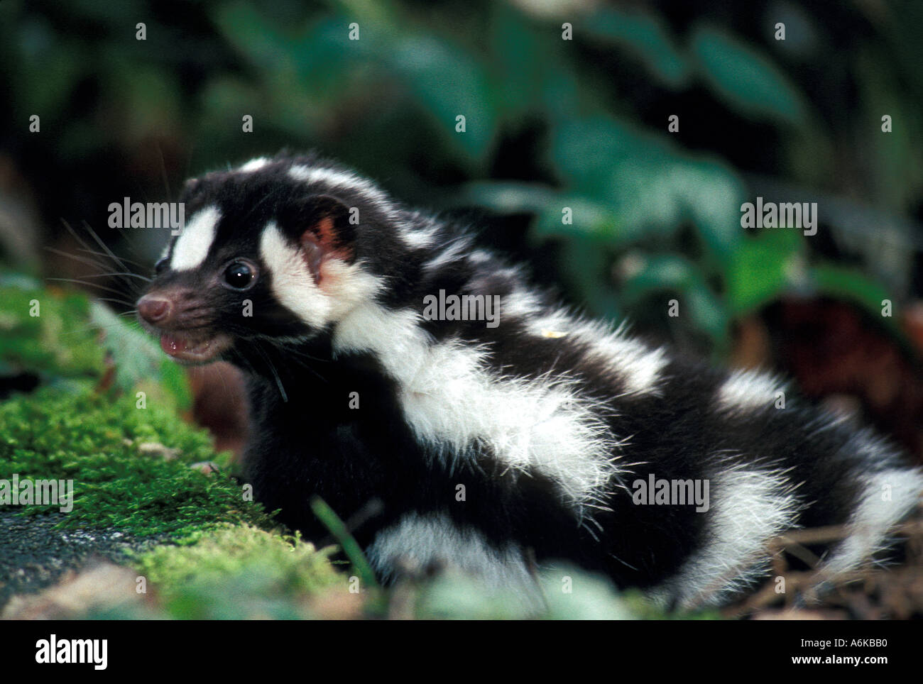 MAMMAL SKUNK Spotted Stock Photo - Alamy