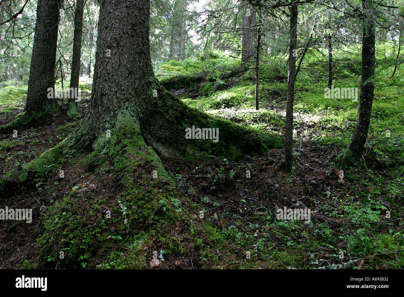 spruce in old forest Stock Photo - Alamy