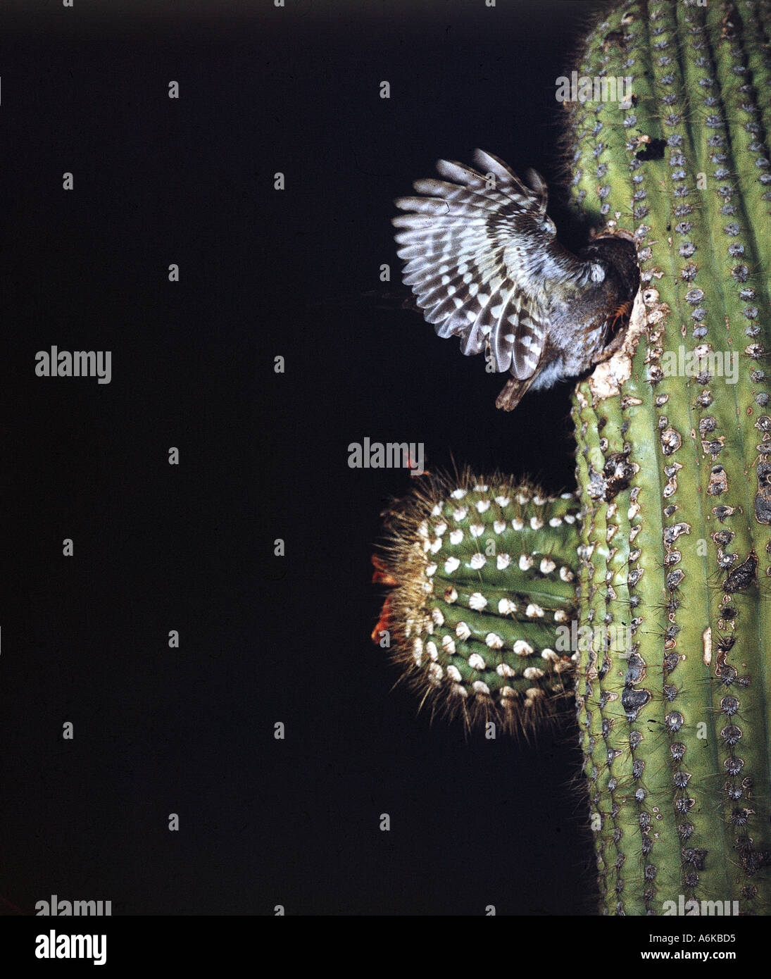 Elf owl bird hi-res stock photography and images - Alamy