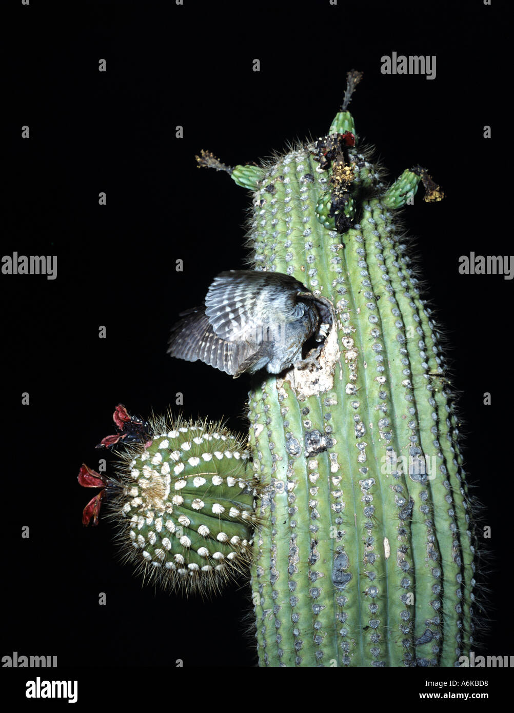 Elf Owl High Resolution Stock Photography and Images - Alamy