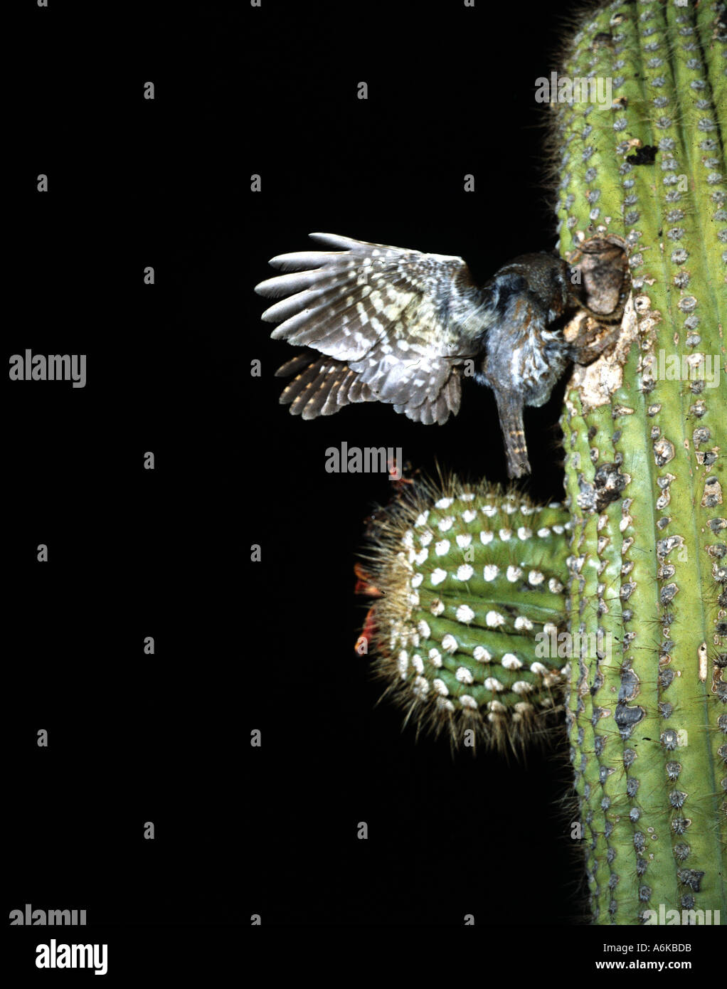 BIRD OWL Elf Stock Photo - Alamy