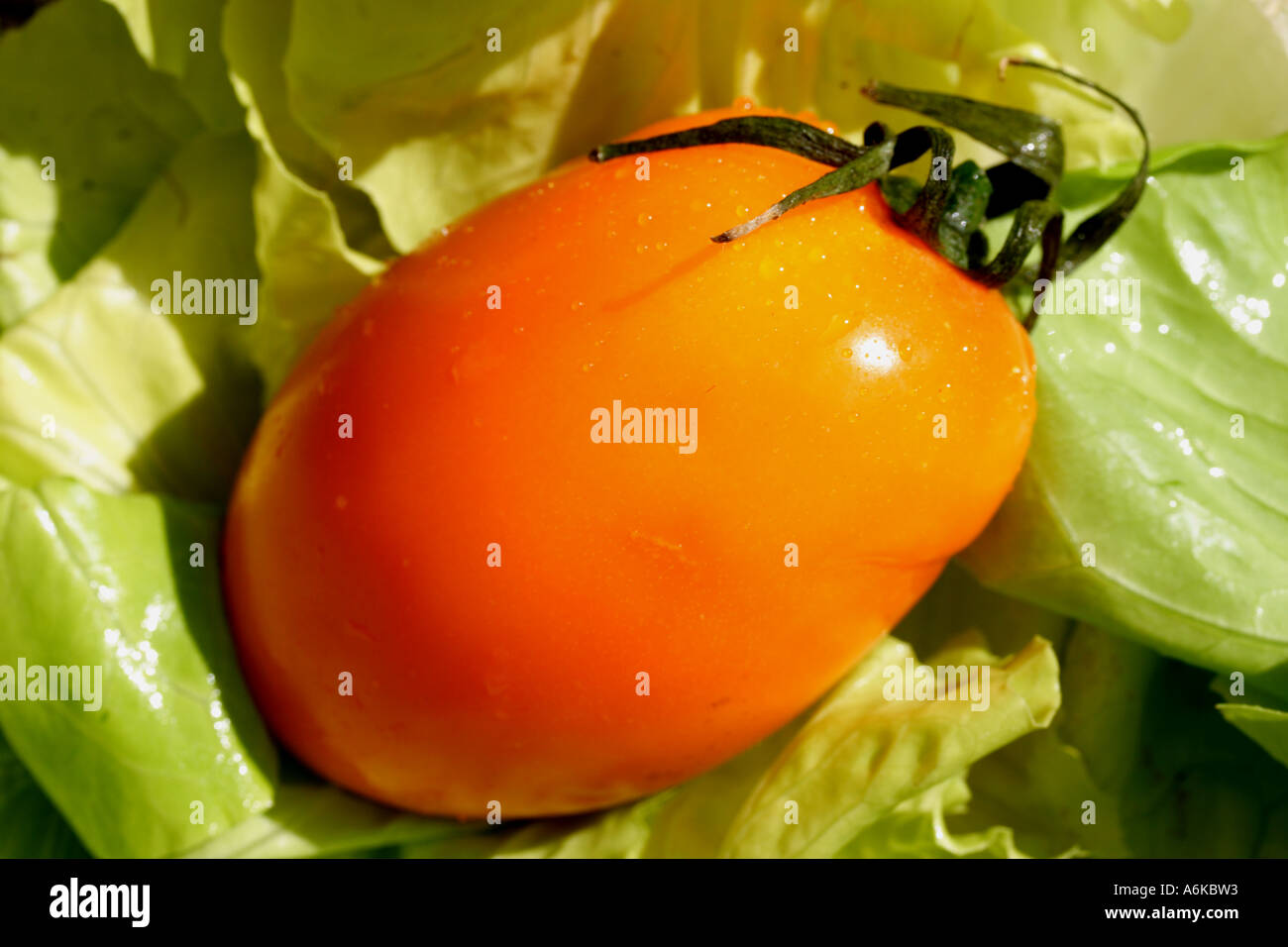 YELLOW ORANGE ROMA PLUM EGG TOMATO HORIZONTAL BAPDB5597 Stock Photo - Alamy