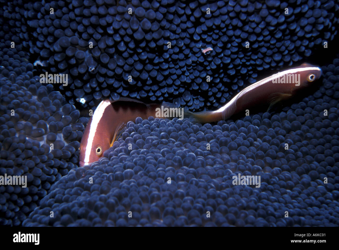 Marine anemone fish stunk hi-res stock photography and images - Alamy